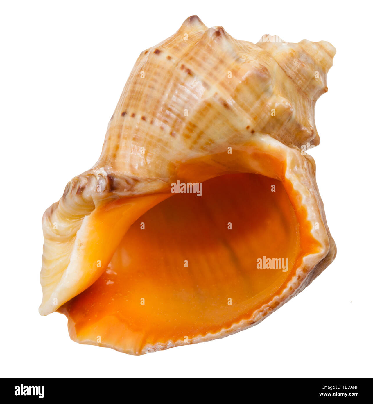 empty spiral shell of big sea mollusc snail isolated on white ...