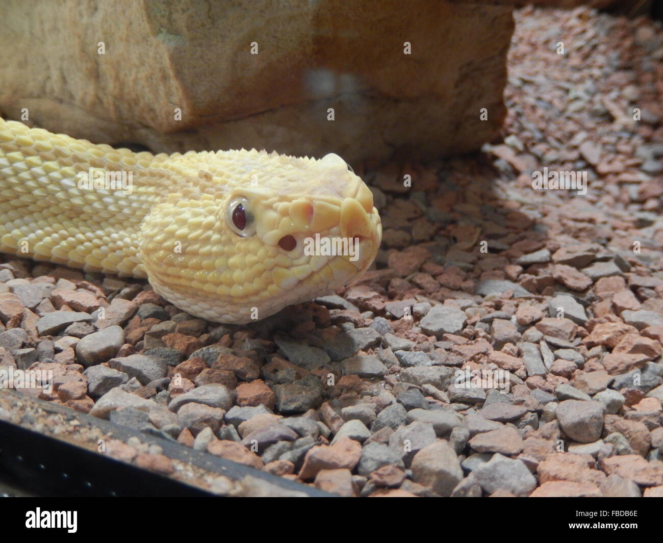 Snake body part hi-res stock photography and images - Alamy