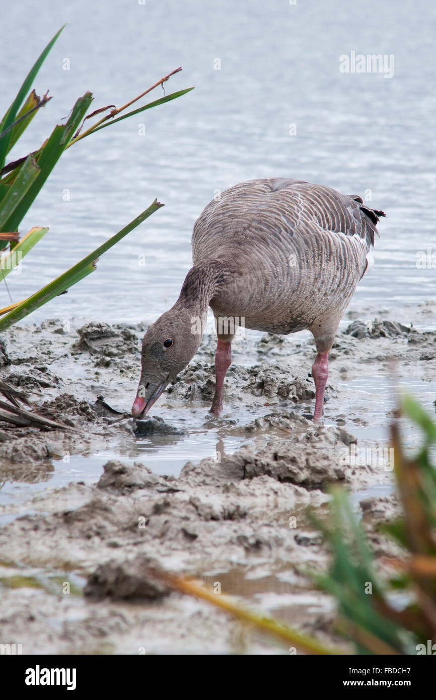 Vertical portrait of greylag goose, Anser anser. Adult foraging on mud ...