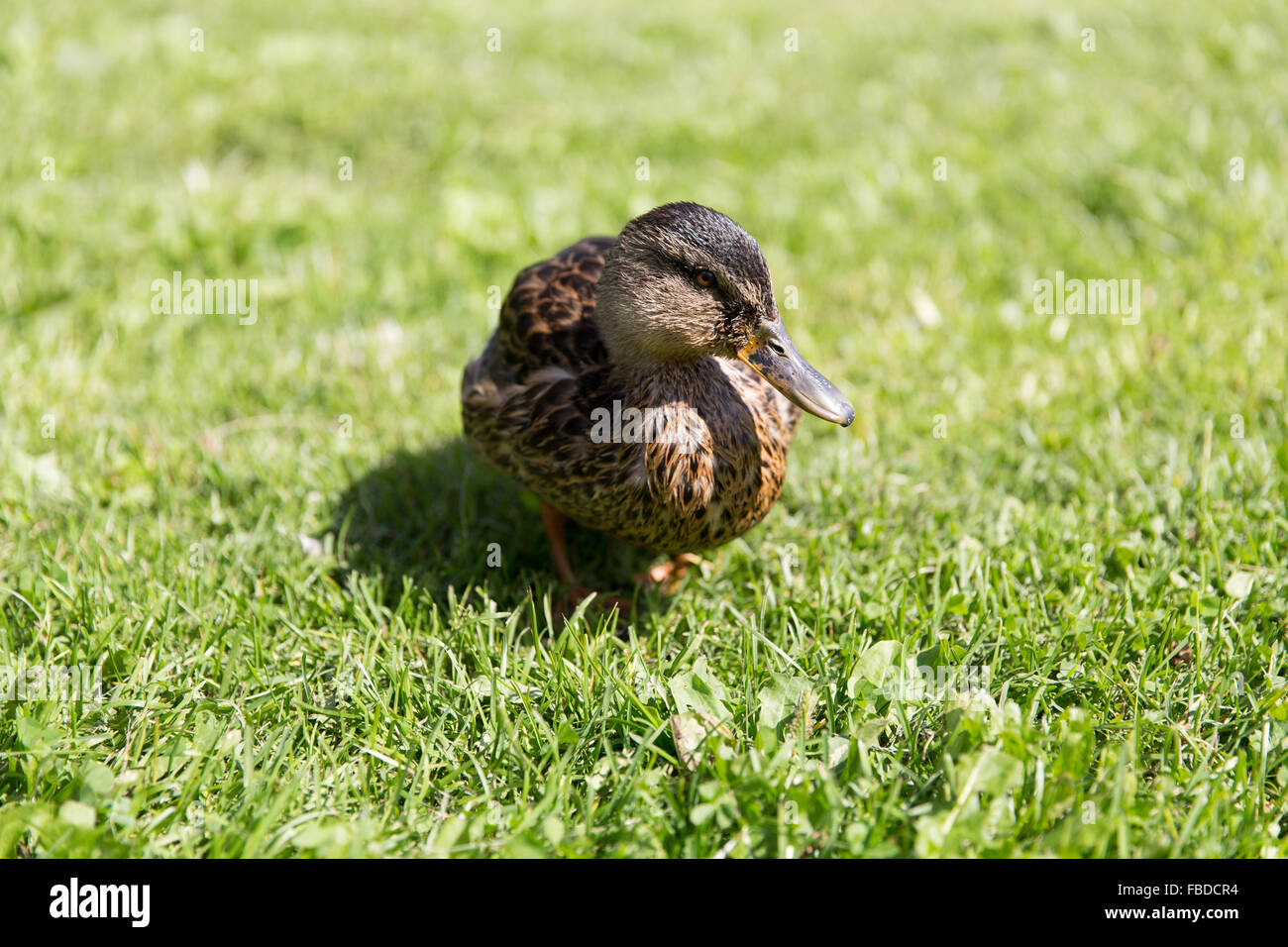 duck walking on green summer meadow Stock Photo - Alamy