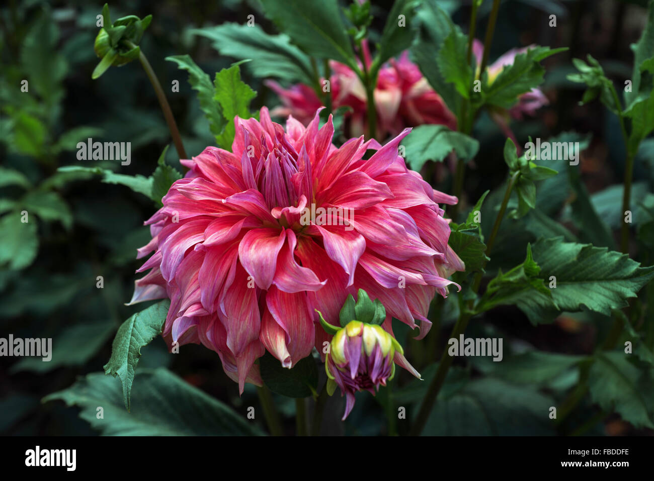 Flowers pink dahlias on a dark background Stock Photo - Alamy