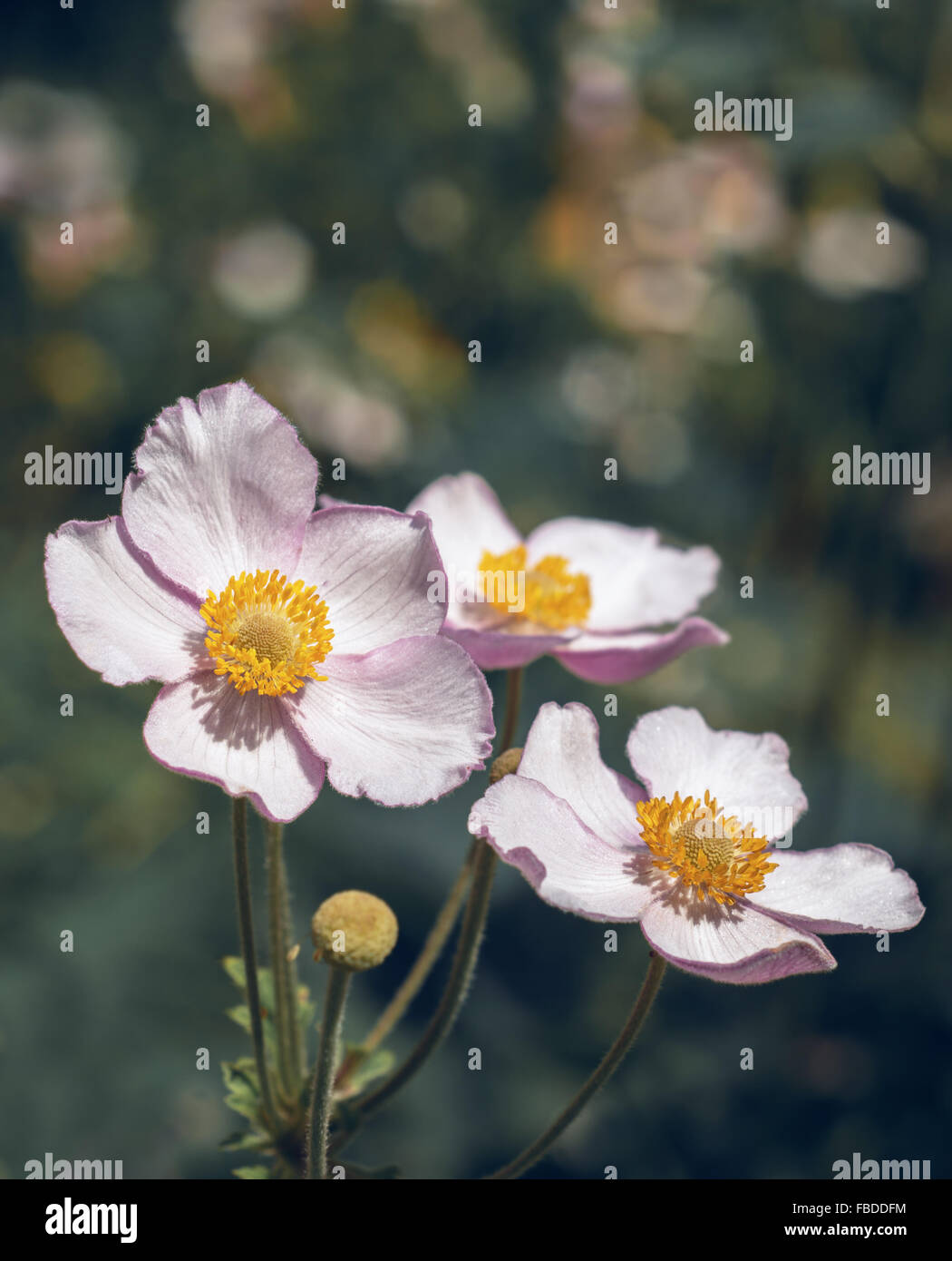 Anemones of earth hi-res stock photography and images - Alamy