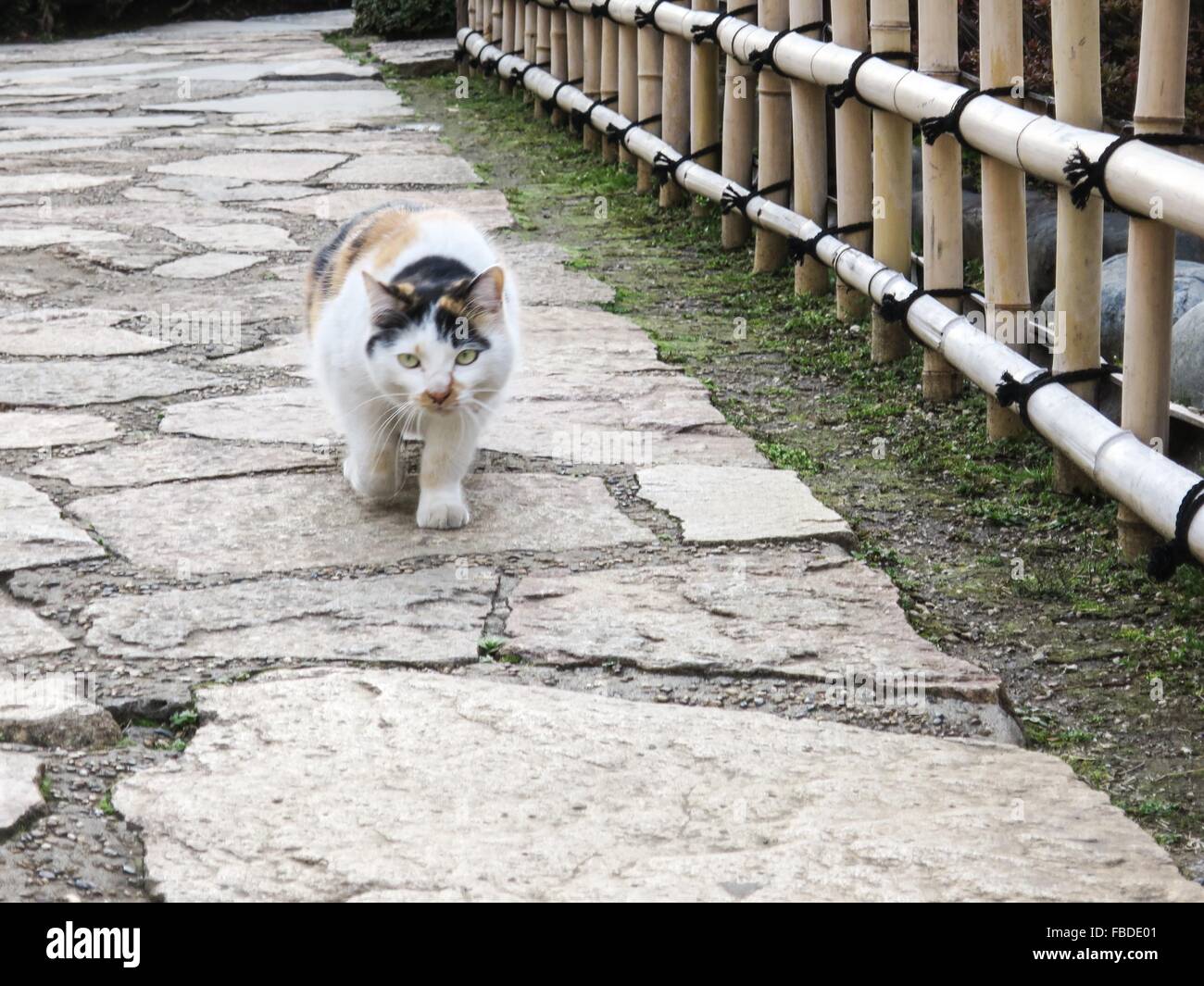 Cat pathway hi-res stock photography and images - Alamy