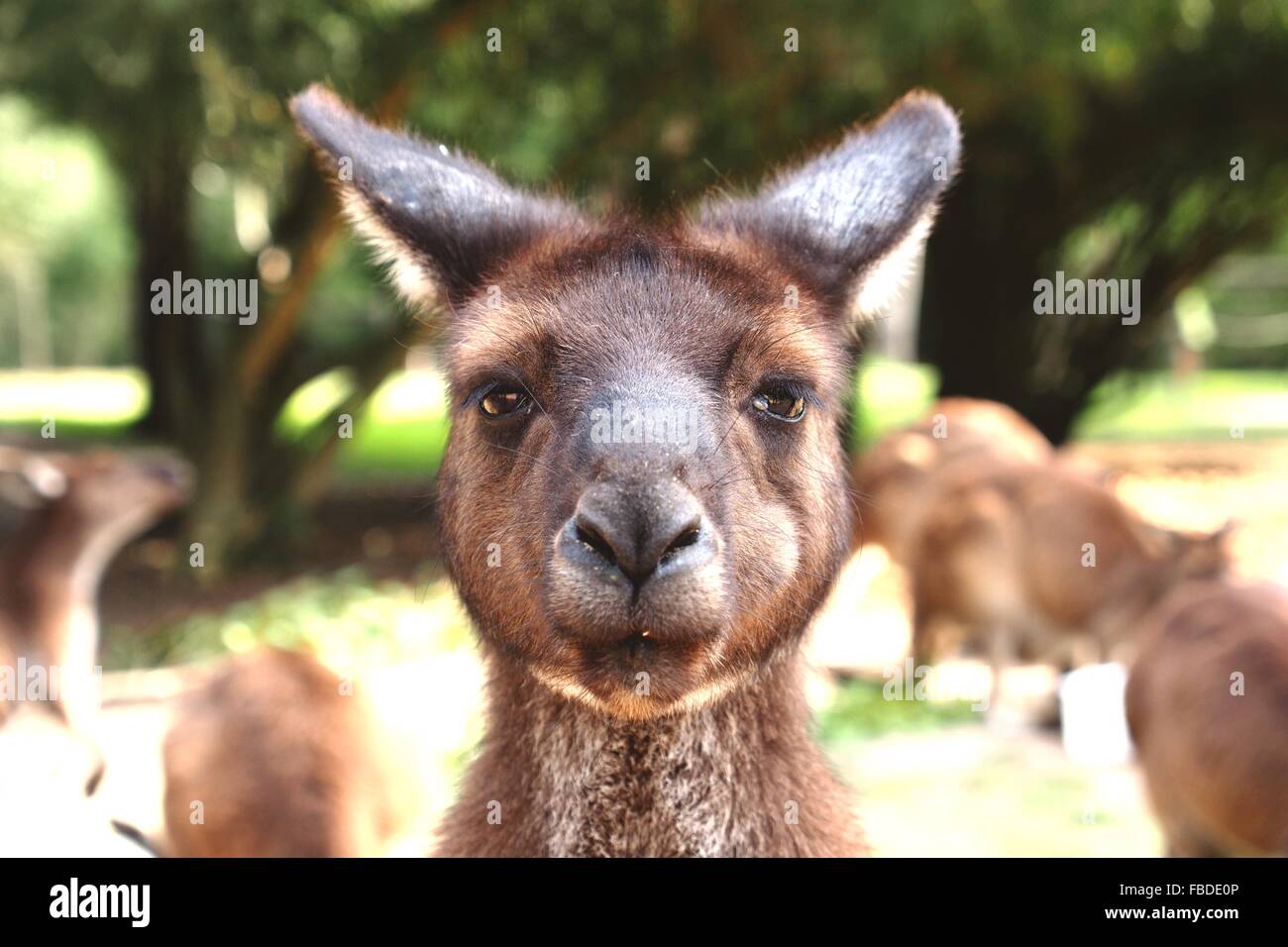 Close up front view kangaroo hi-res stock photography and images - Alamy