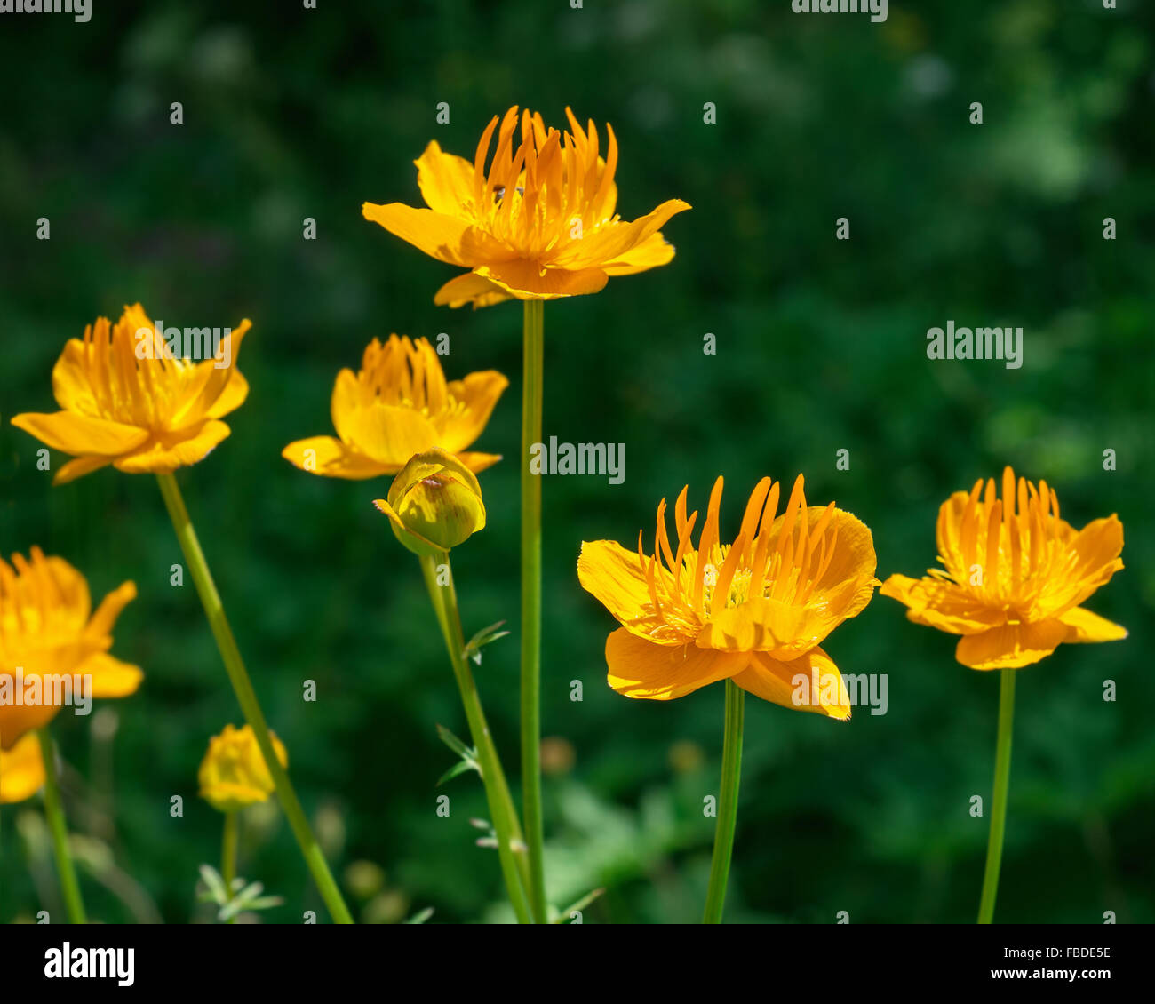 Trollius altaicus hi-res stock photography and images - Alamy