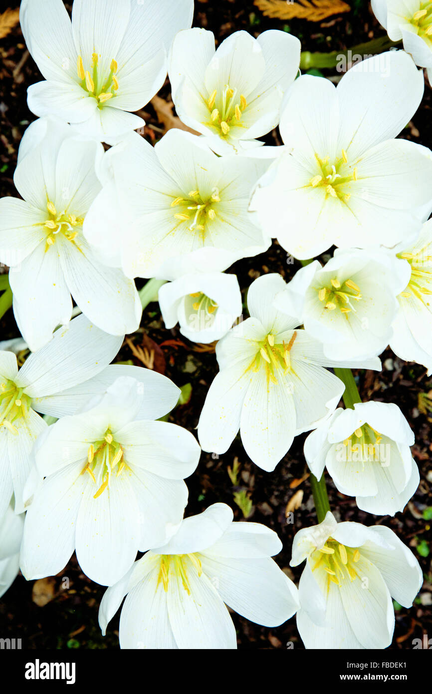 Longiflorum white lilies hi-res stock photography and images - Alamy