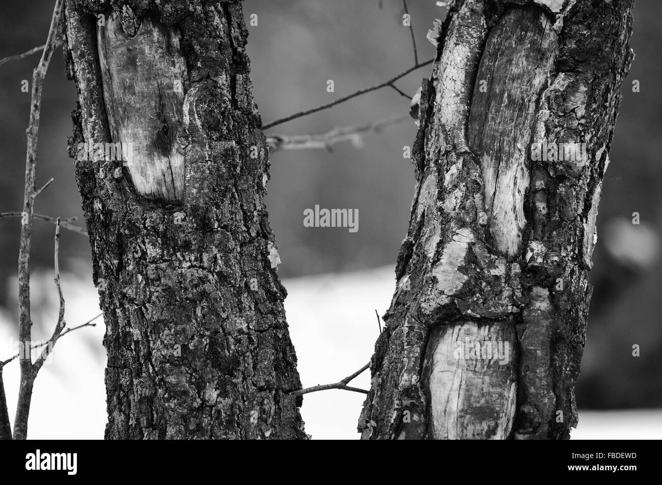 Trunk of a tree in winter with snow, forest, at mountains Stock Photo ...