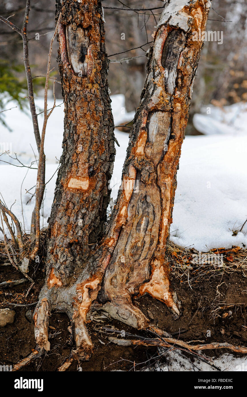 Trunk of a tree in winter with snow, forest, at mountains Stock Photo ...