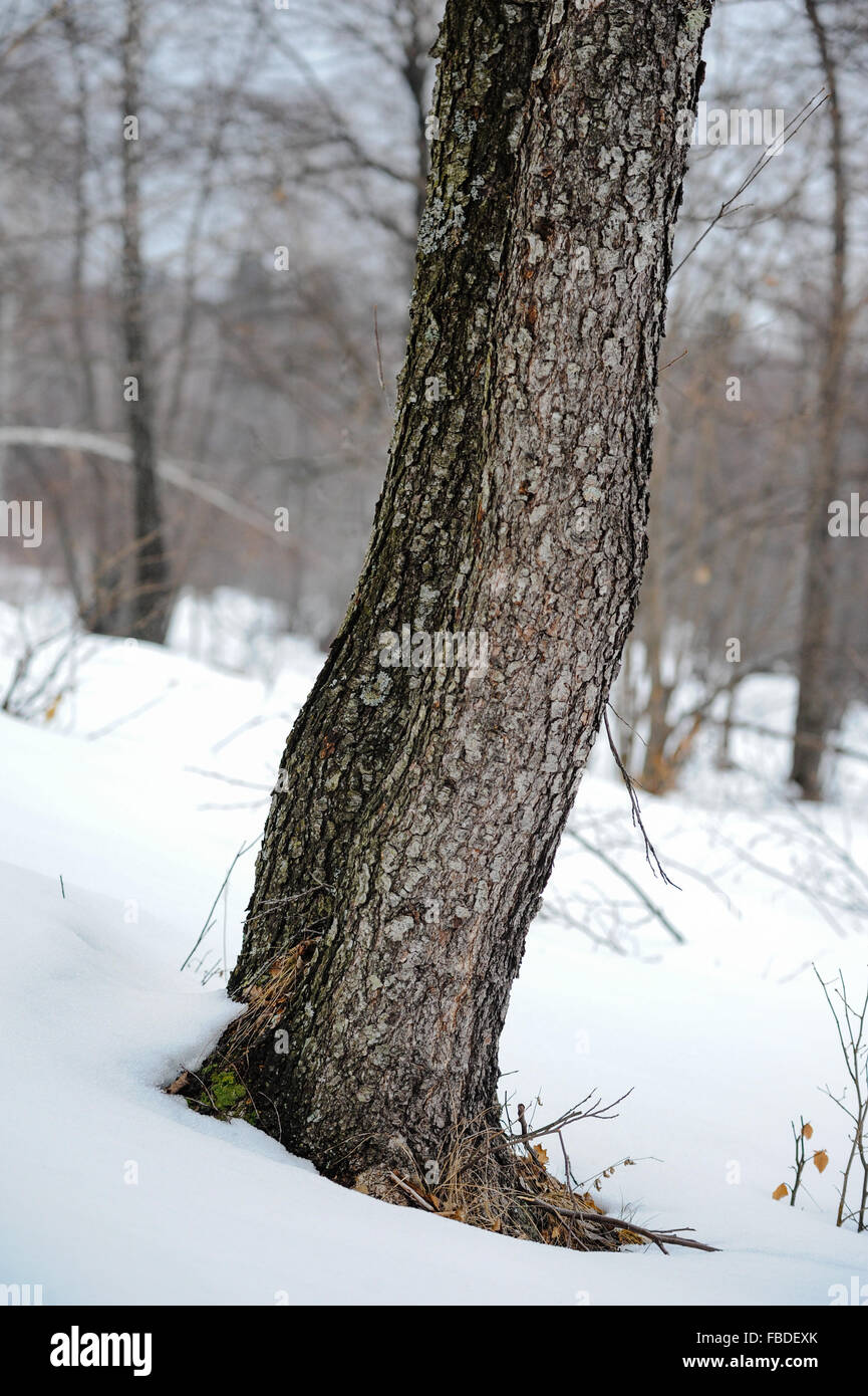 Trunk of a tree in winter with snow, forest, at mountains Stock Photo ...