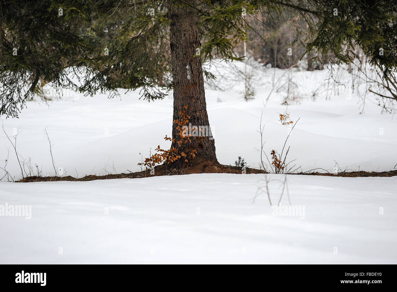Winter landscape with deciduous trees in snow Stock Photo - Alamy