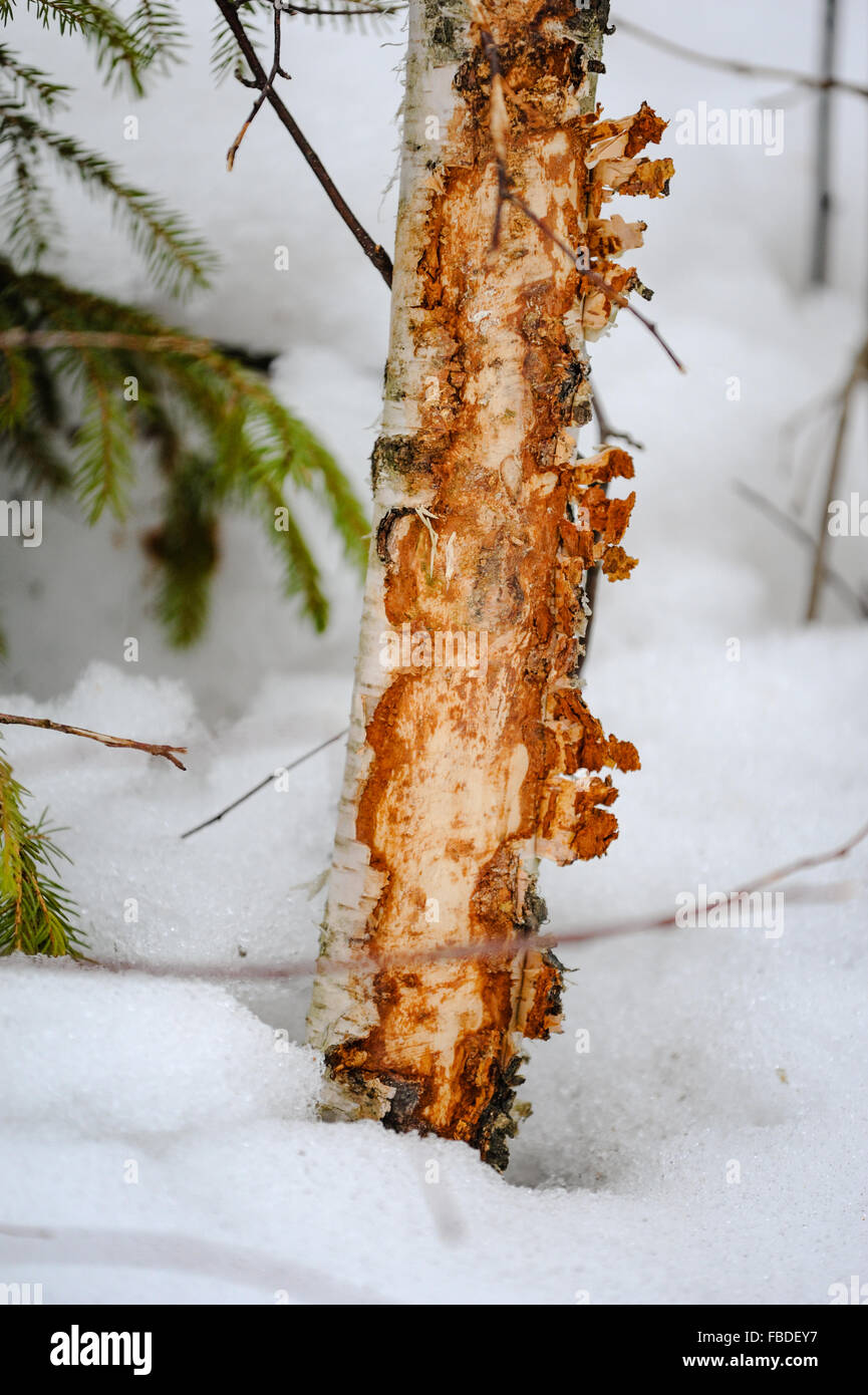 Trunk of a tree in winter with snow, forest, at mountains Stock Photo ...