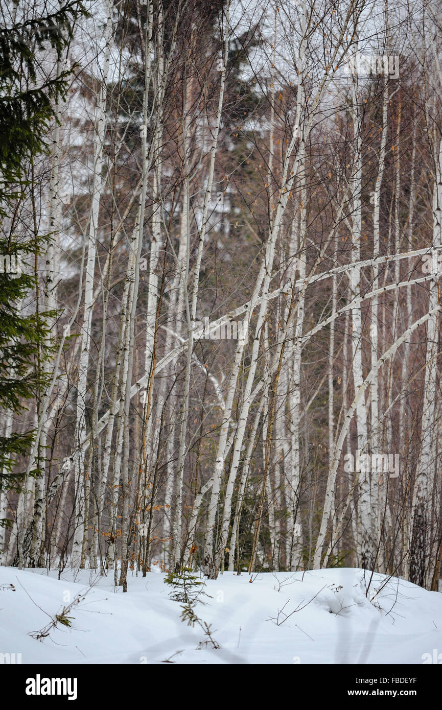 Birch trees snow hi-res stock photography and images - Alamy