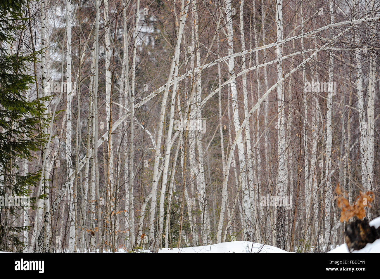 Birch Trees Snow High Resolution Stock Photography and Images - Alamy