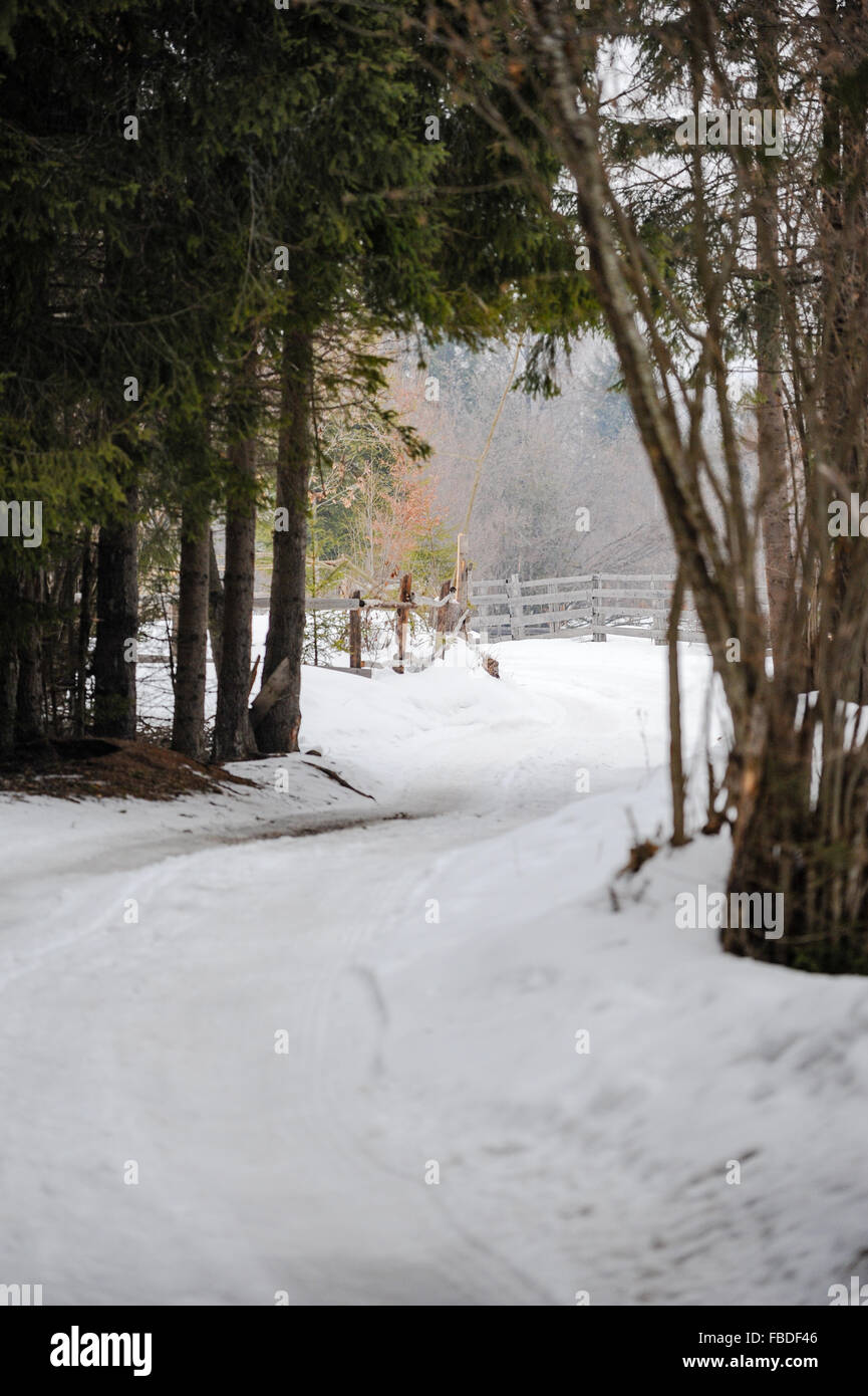 Forest trail, winter, snow, mountain, pine trees Stock Photo - Alamy