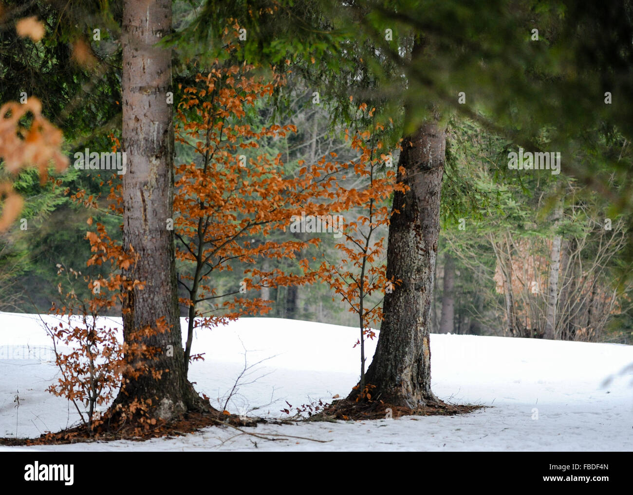 Winter landscape with deciduous trees in snow Stock Photo - Alamy