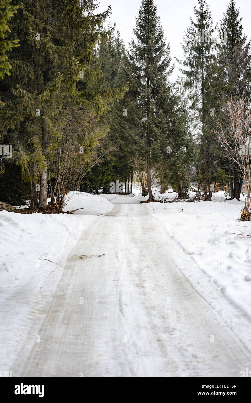 Forest trail, winter, snow, mountain, pine trees Stock Photo - Alamy