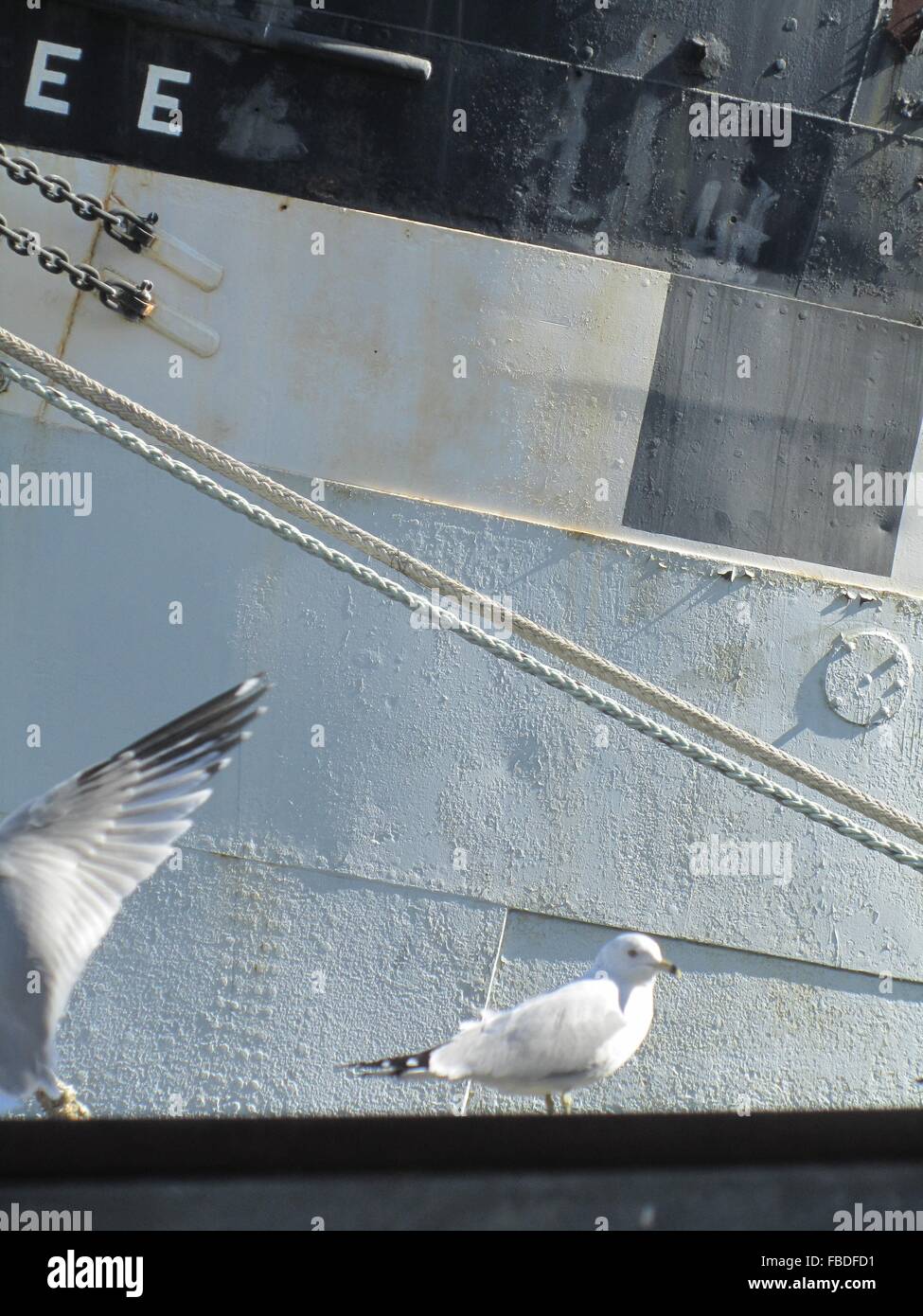 Detail of birds hi-res stock photography and images - Alamy