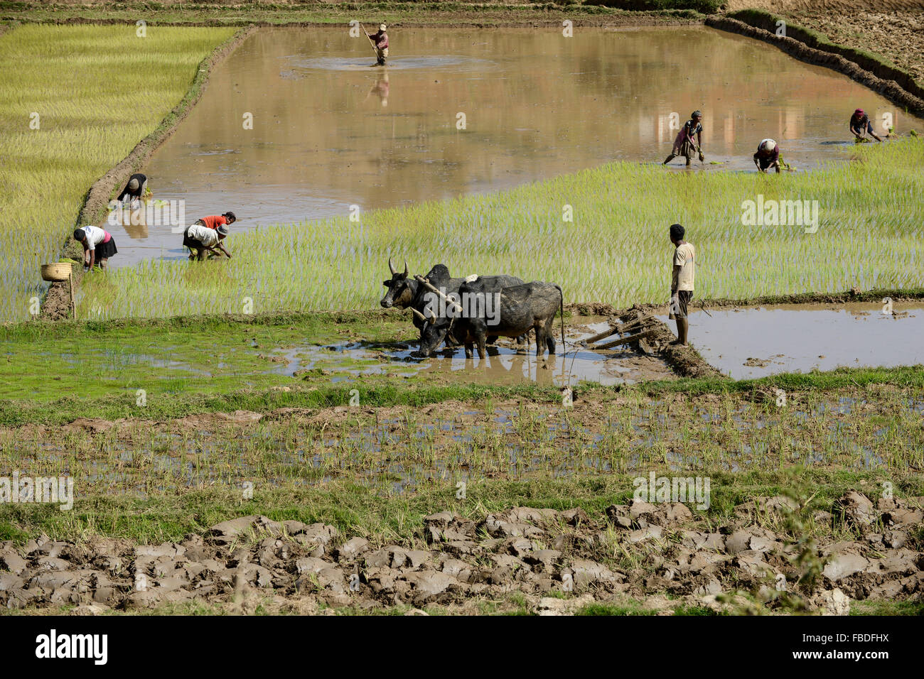 MADAGASCAR, highlands, rice cultivation, rain flooded paddy fields near ...