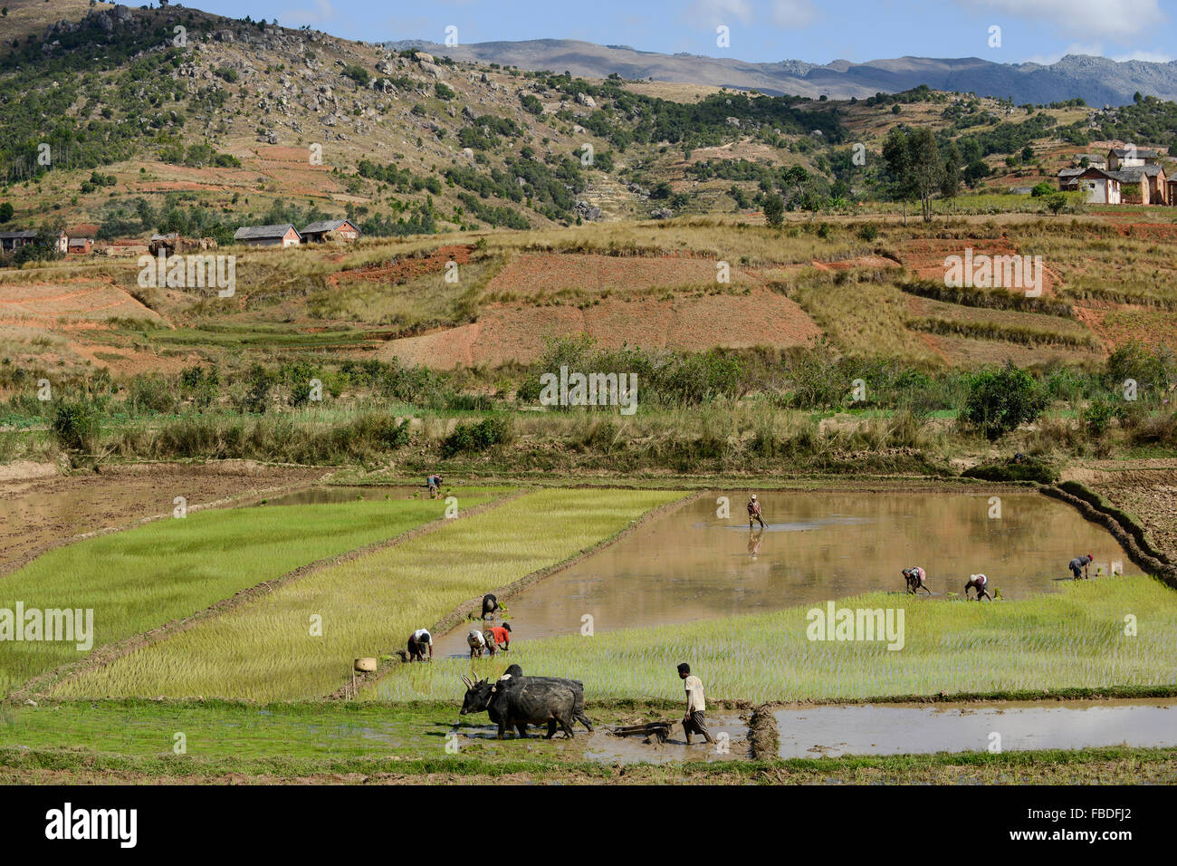 MADAGASCAR, highlands, rice cultivation, rain flooded paddy fields near ...