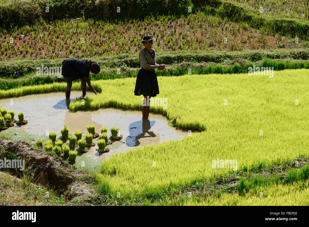 MADAGASCAR, highlands, rice cultivation, rain flooded paddy fields near ...