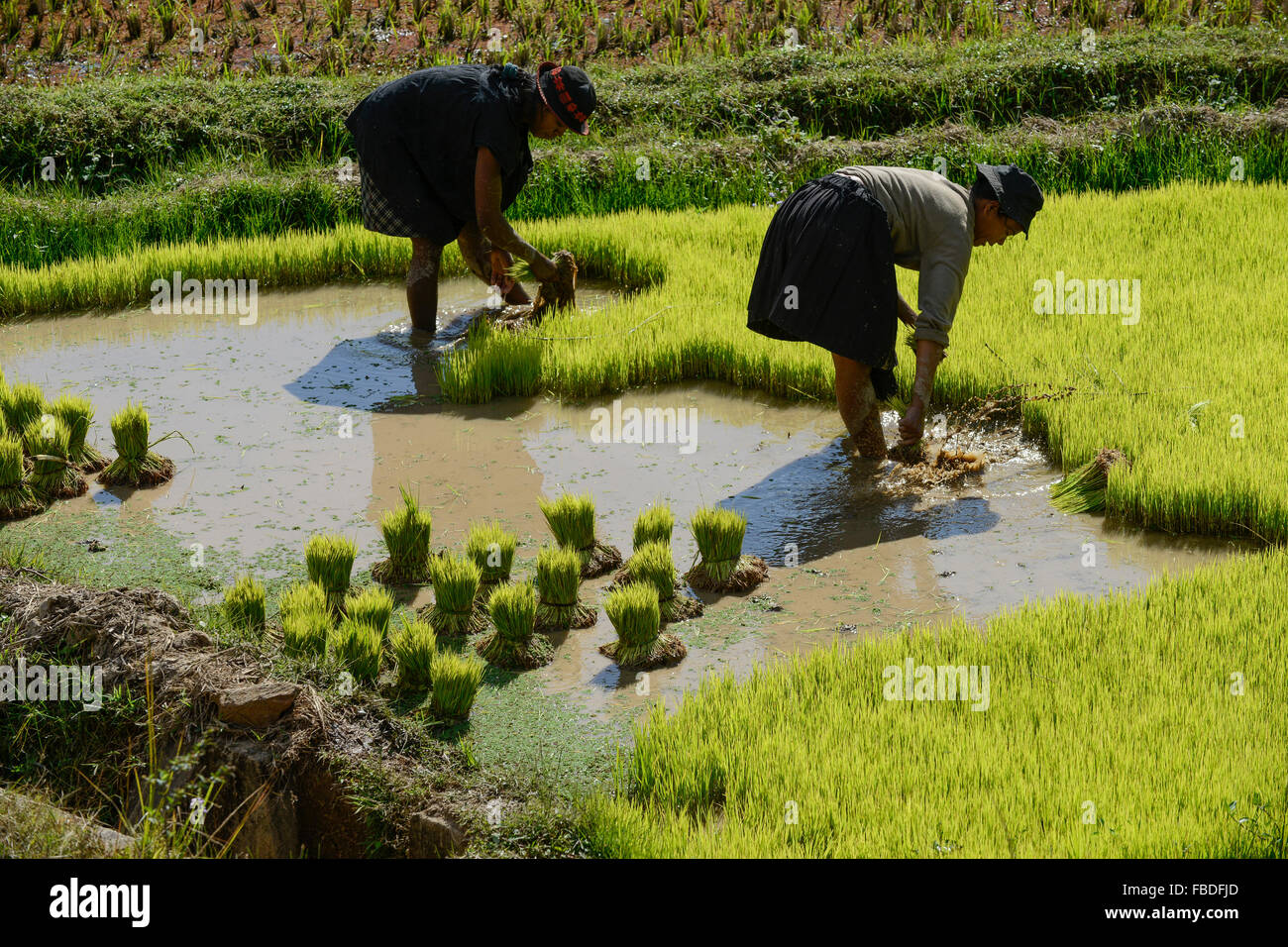 MADAGASCAR, highlands, rice cultivation, rain flooded paddy fields near ...