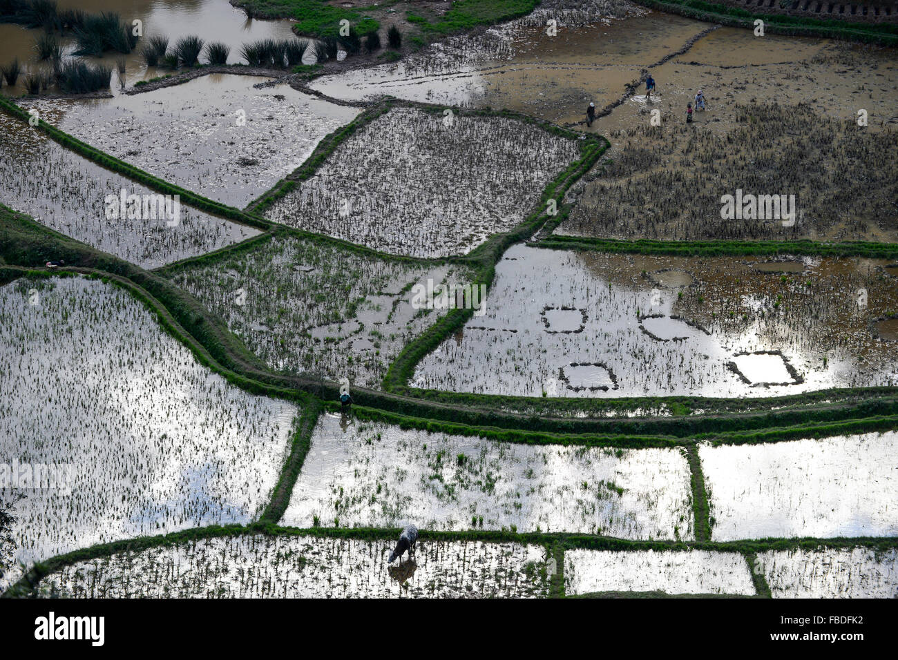 MADAGASCAR, highlands, rice cultivation, rain flooded paddy fields near ...