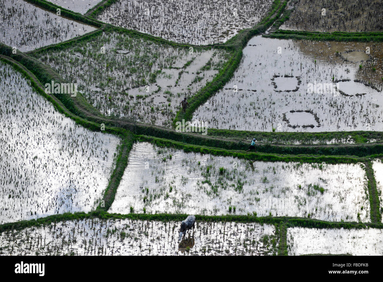 MADAGASCAR, highlands, rice cultivation, rain flooded paddy fields near ...