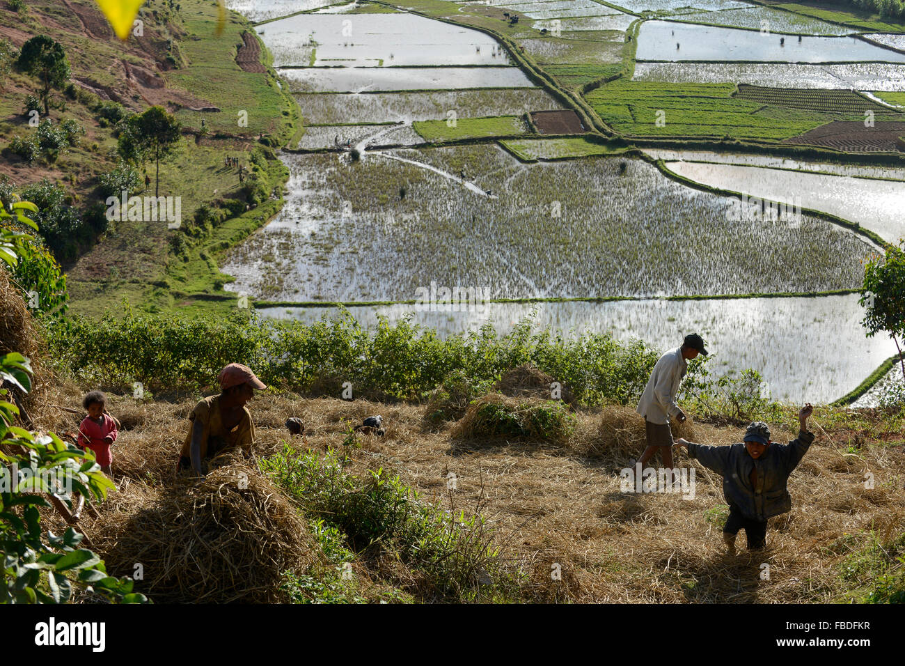 MADAGASCAR, highlands, rice cultivation, rain flooded paddy fields near ...