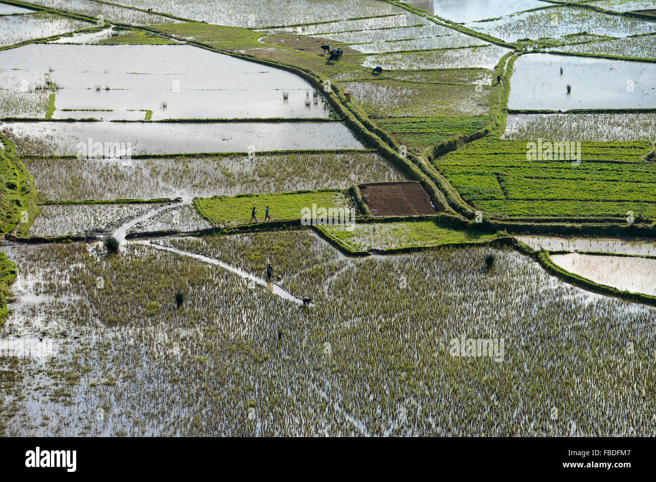 MADAGASCAR, highlands, rice cultivation, rain flooded paddy fields near ...