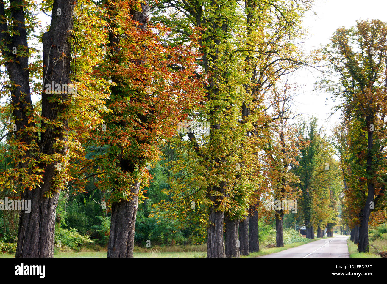 Trees tree lined landscapes hi-res stock photography and images - Alamy