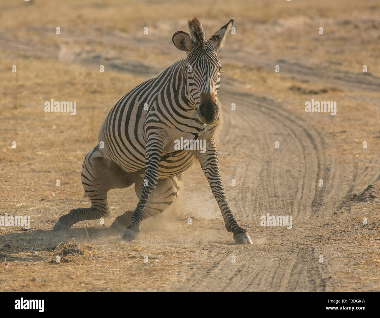 A Crawshay's zebra (Equus quagga crawshayi) getting to its feet, South ...