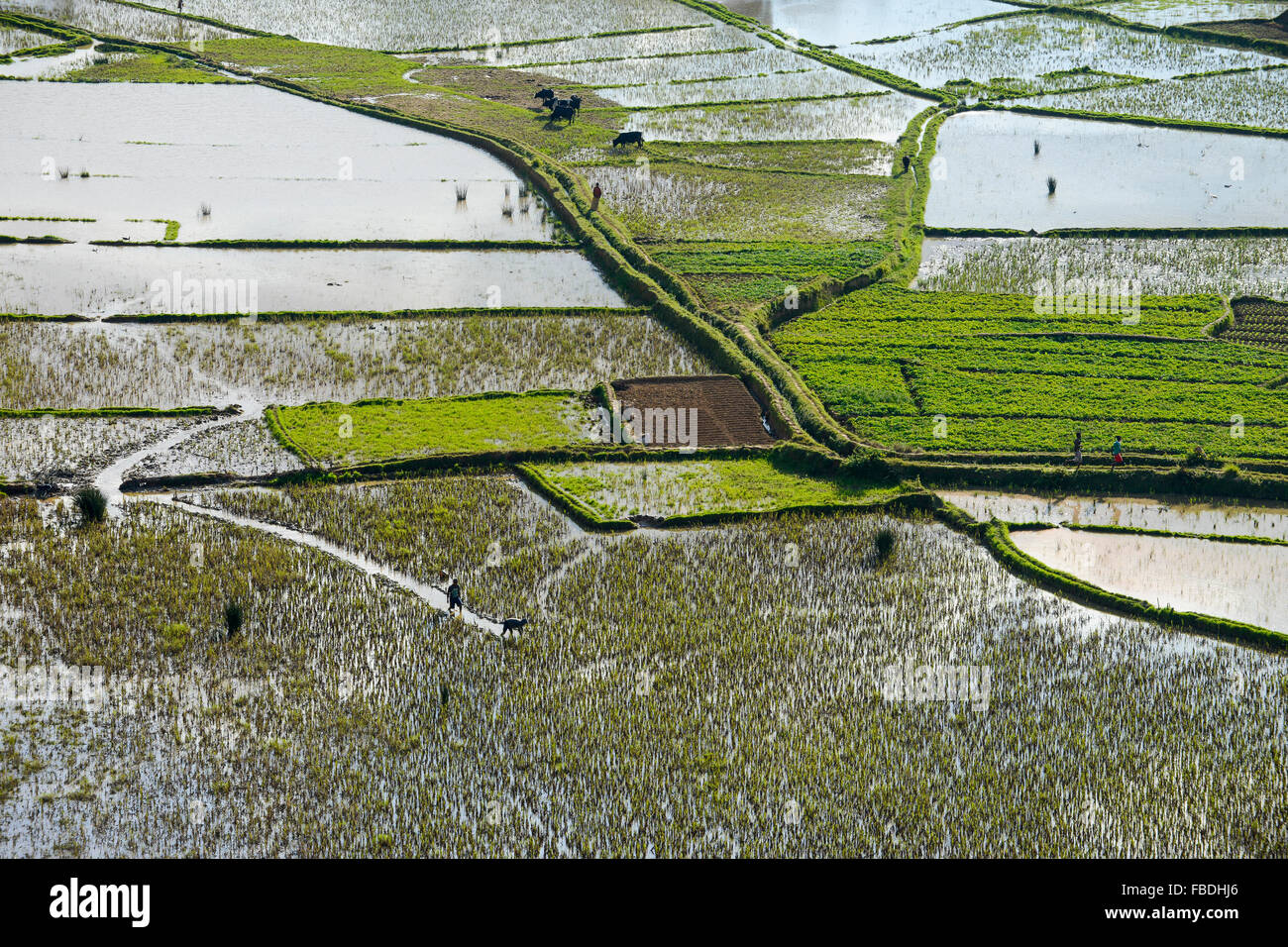 MADAGASCAR, highlands, rice cultivation, rain flooded paddy fields near ...