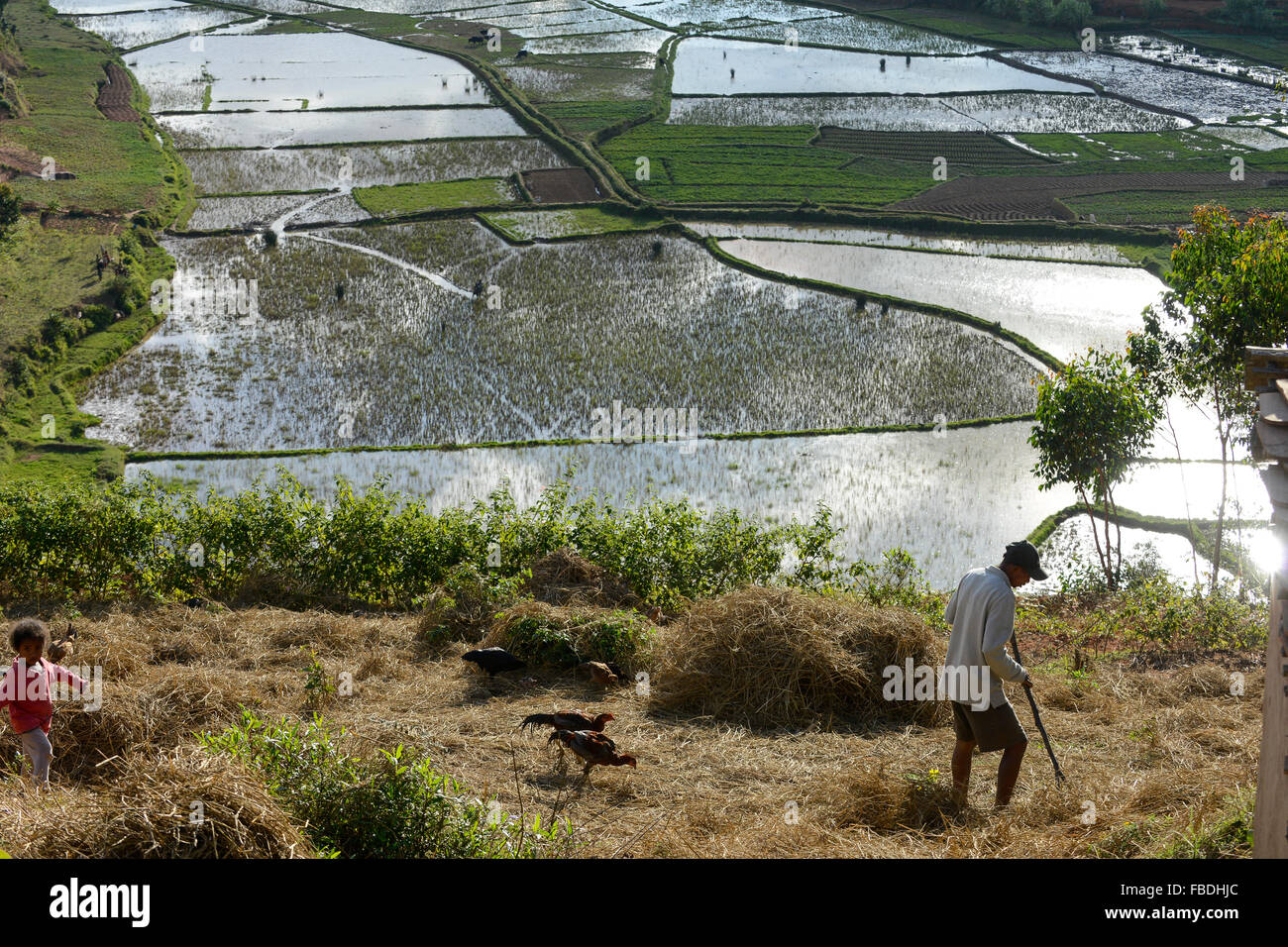 MADAGASCAR, highlands, rice cultivation, rain flooded paddy fields near ...