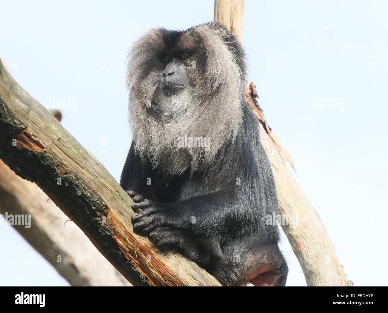 Close-up of an Indian Lion-tailed macaque or Wanderoo (Macaca silenus ...