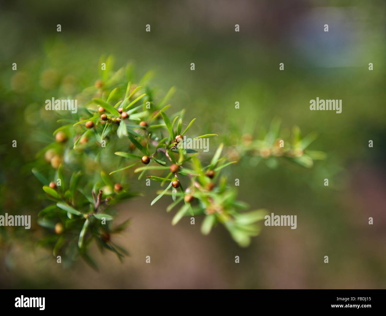 Green Seed Art Stock Photo - Alamy