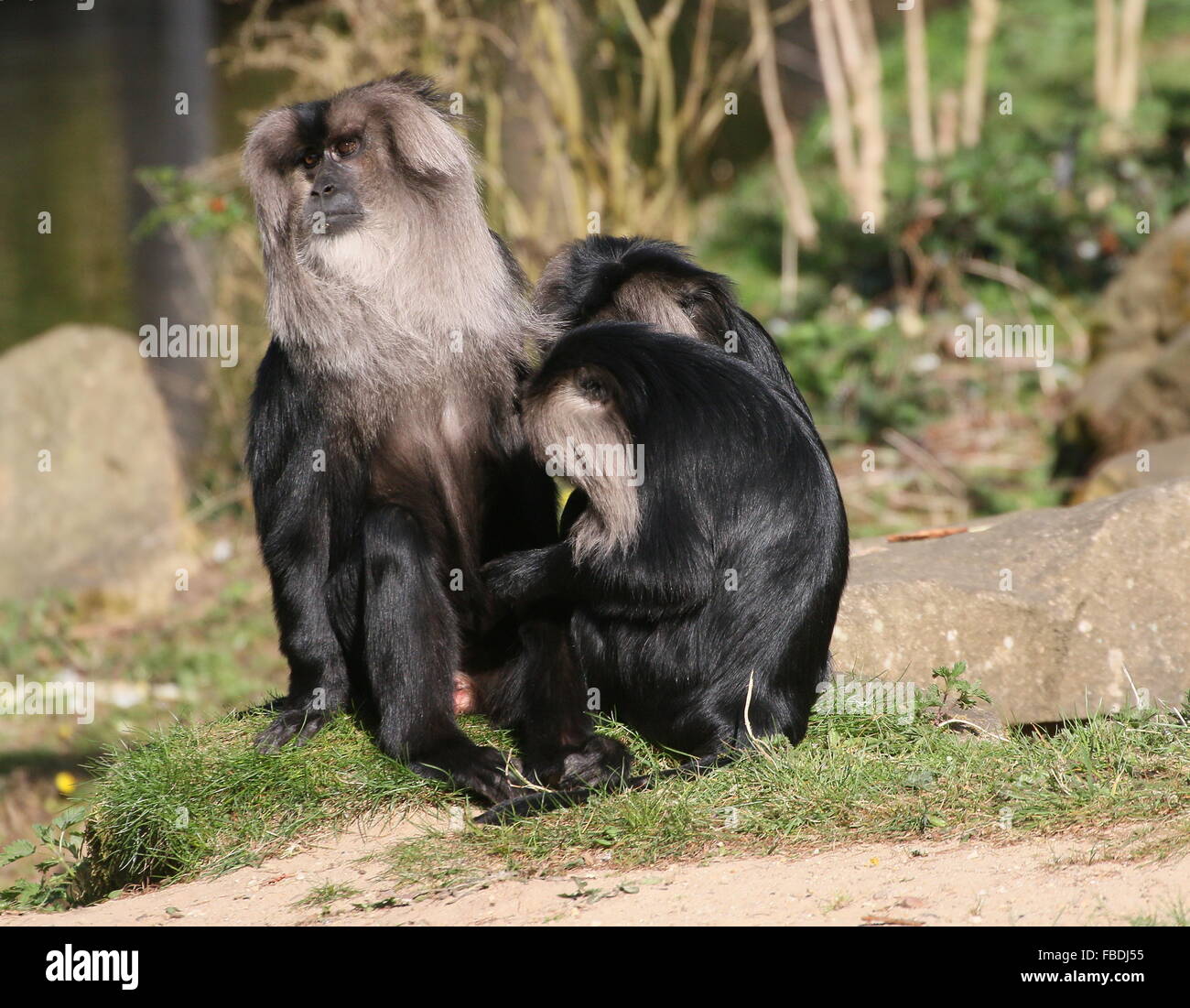 Three Indian Lion-tailed macaques or Wanderoos (Macaca silenus ...