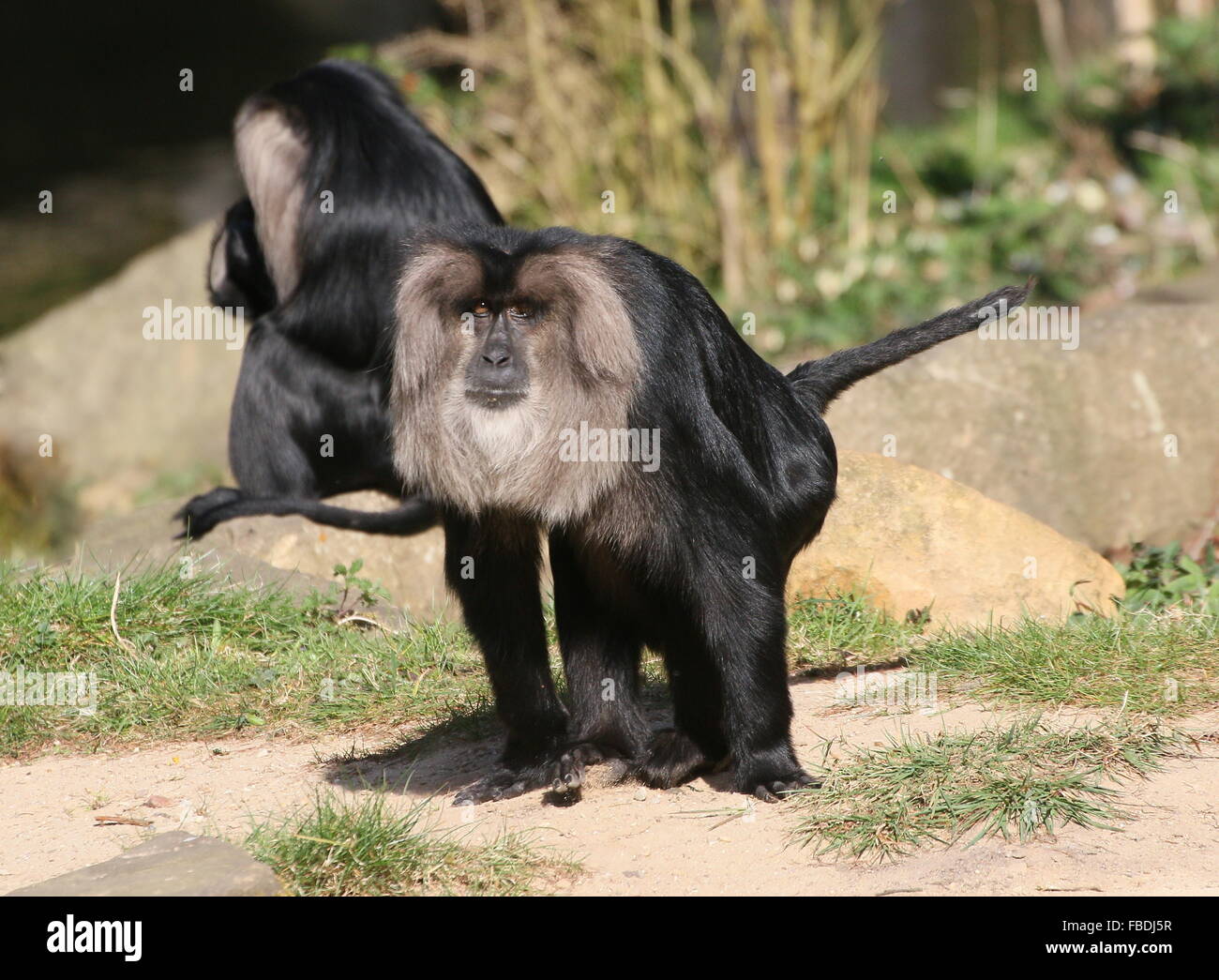 Lion maned macaque hi-res stock photography and images - Alamy