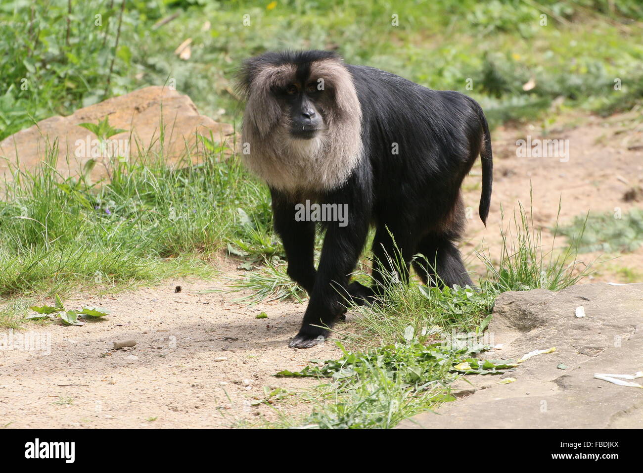 Queue de lion hi-res stock photography and images - Alamy