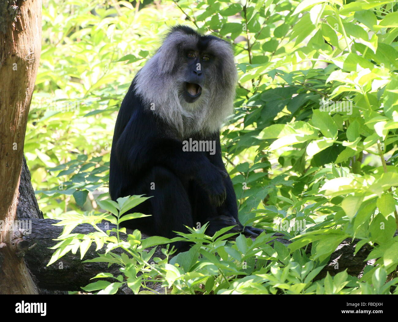 Indian Lion-tailed macaque or Wanderoo (Macaca silenus), yawning on a ...