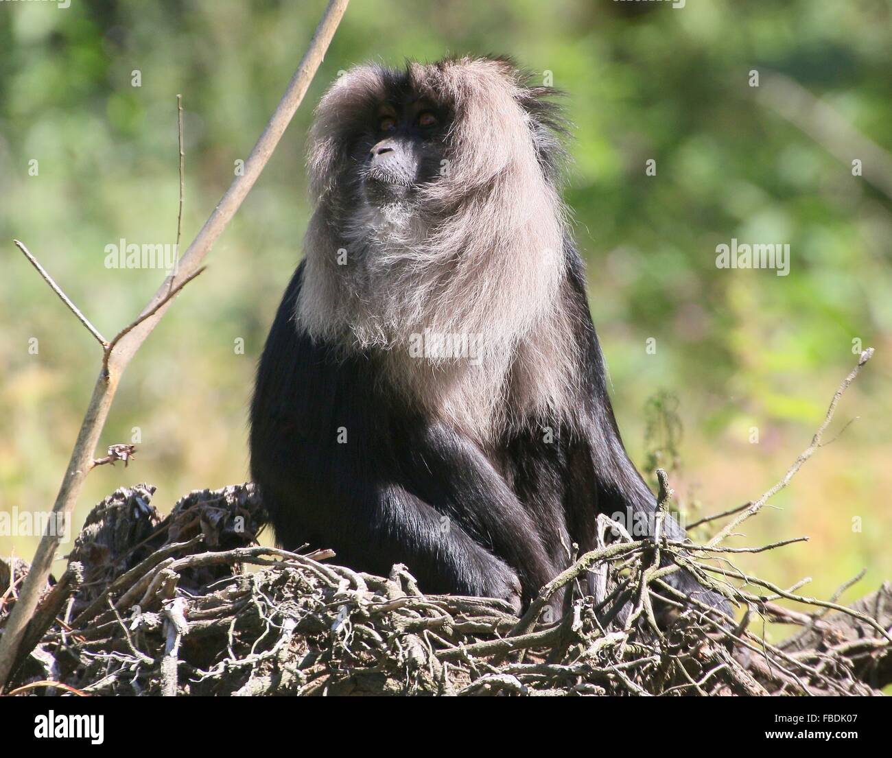 Close-up of an Indian Lion-tailed macaque or Wanderoo (Macaca silenus ...