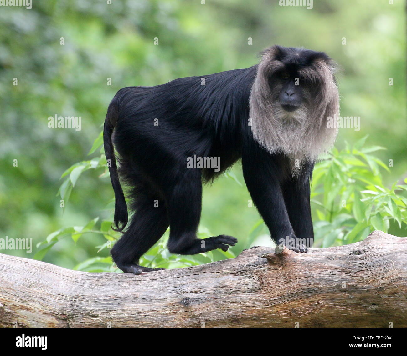 Macaco de cola de león High Resolution Stock Photography and Images - Alamy