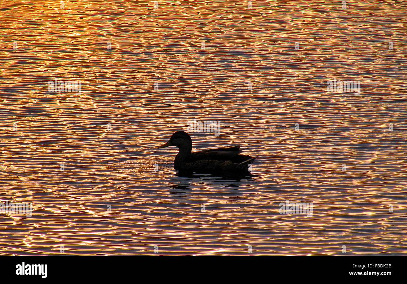 Duck sunset water silhouette hi-res stock photography and images - Alamy