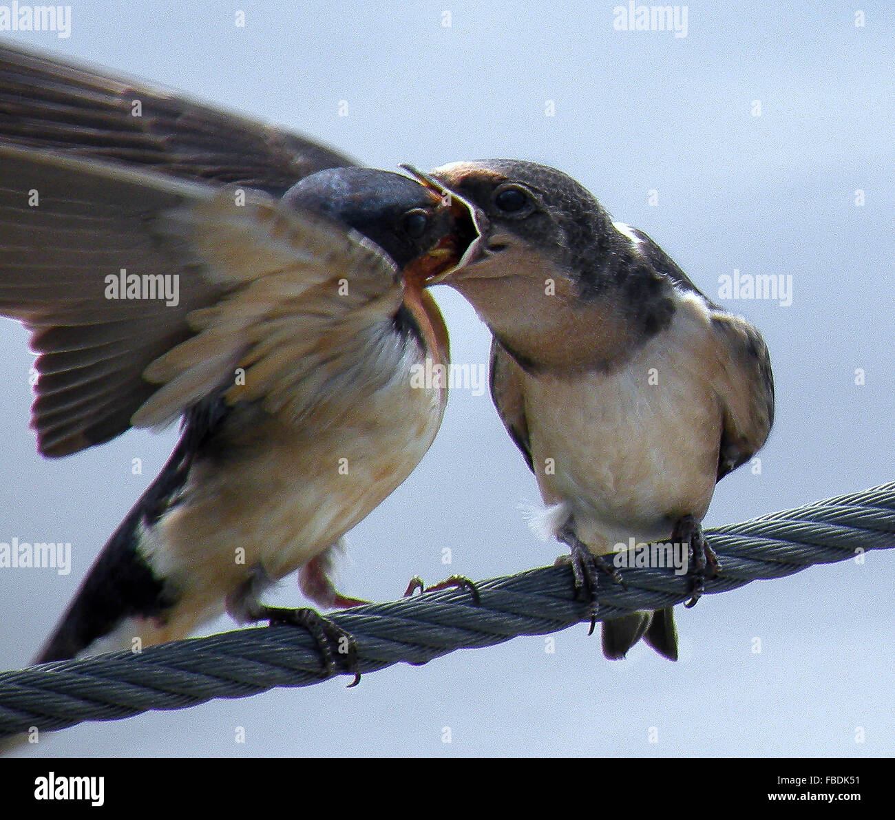 Birds sharing hi-res stock photography and images - Alamy