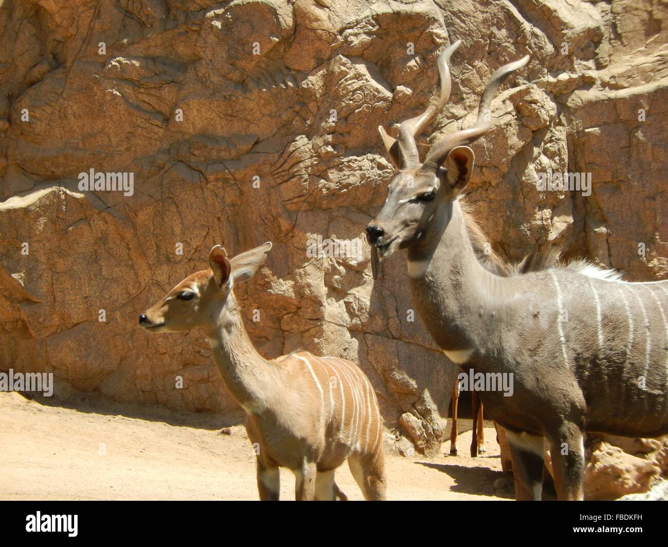 Female antelope hi-res stock photography and images - Alamy