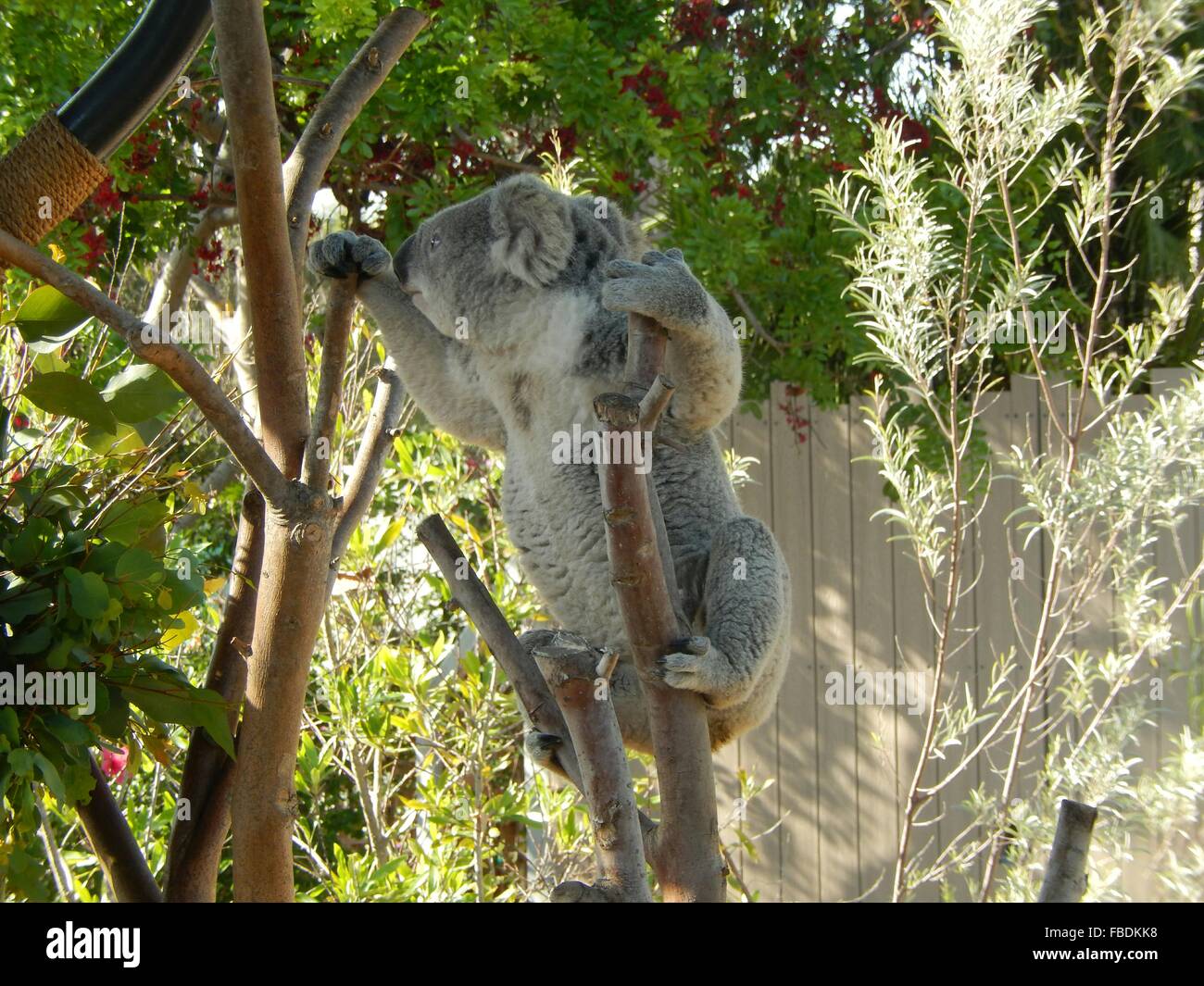 Climbing koala hi-res stock photography and images - Alamy