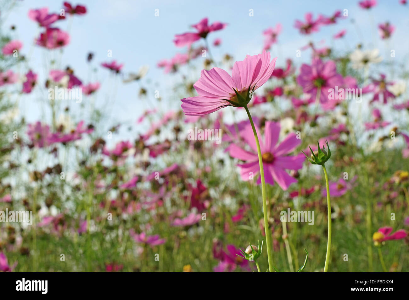 beautiful cosmos flower in the garden Stock Photo - Alamy