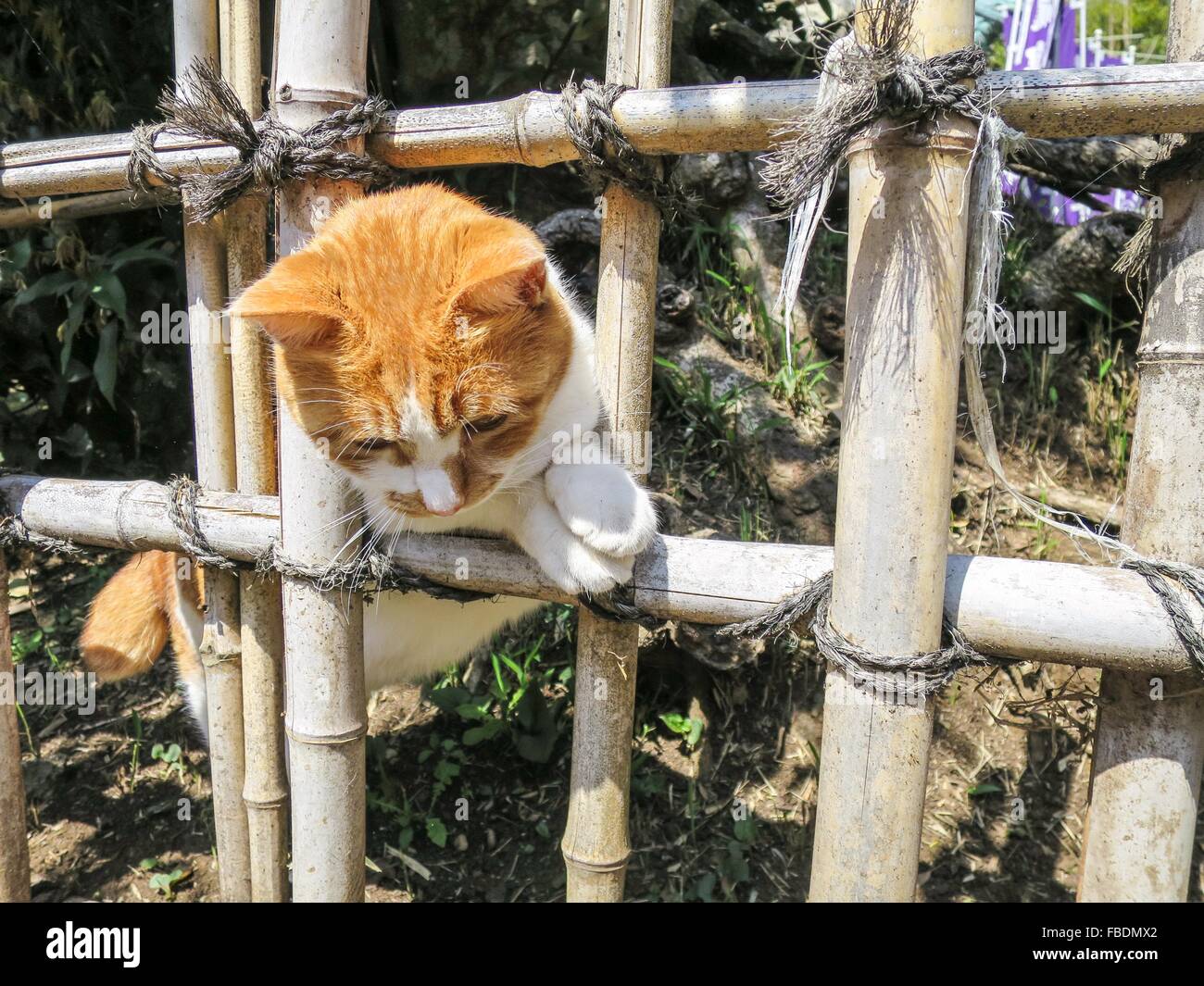 Cat Behind Fence Stock Photo - Alamy