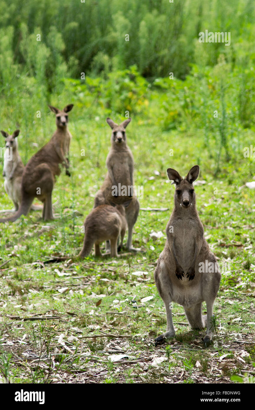 Australia landscape with kangaroos hi-res stock photography and images ...