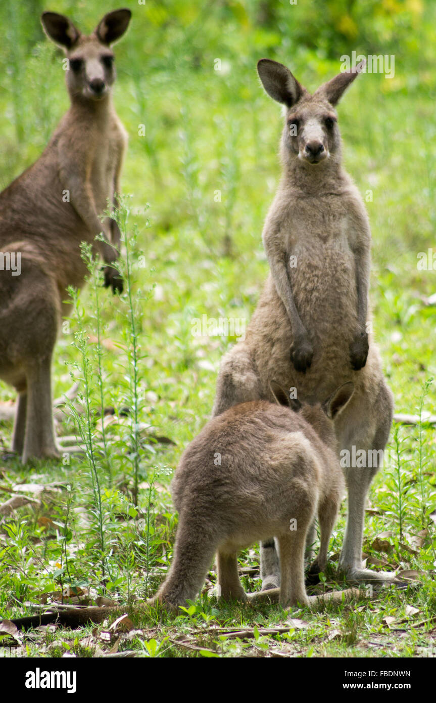 Portrait Of Kangaroos On Landscape Stock Photo - Alamy