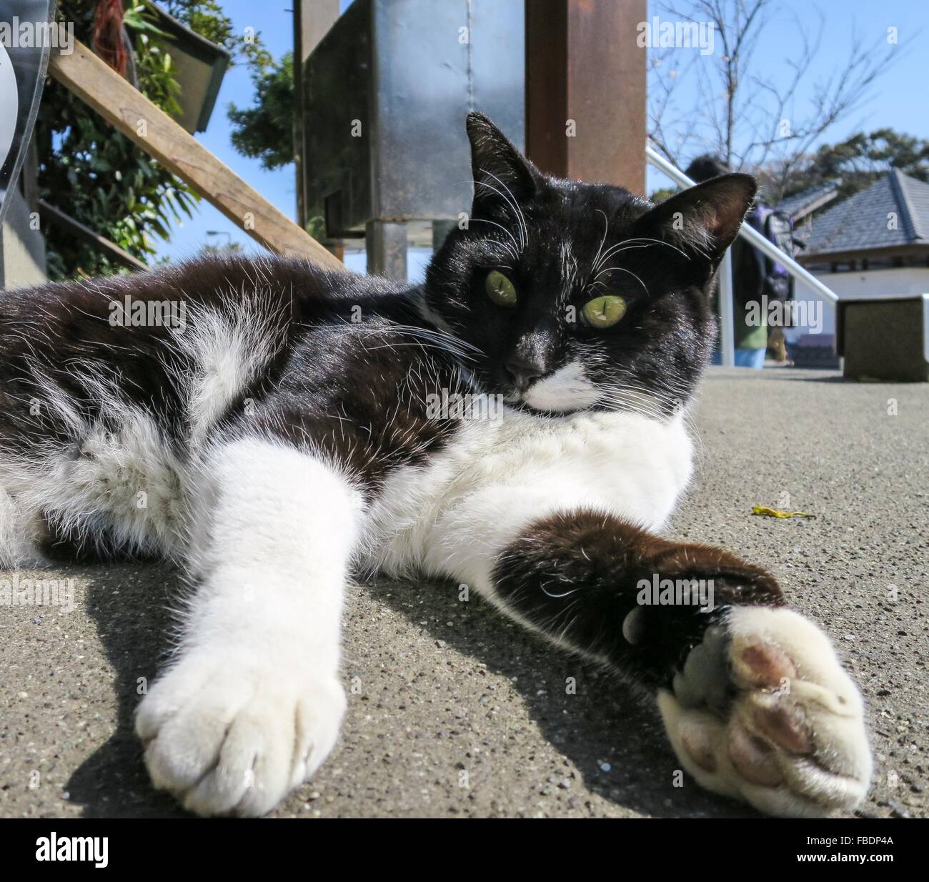 Surprised black cat hi-res stock photography and images - Alamy